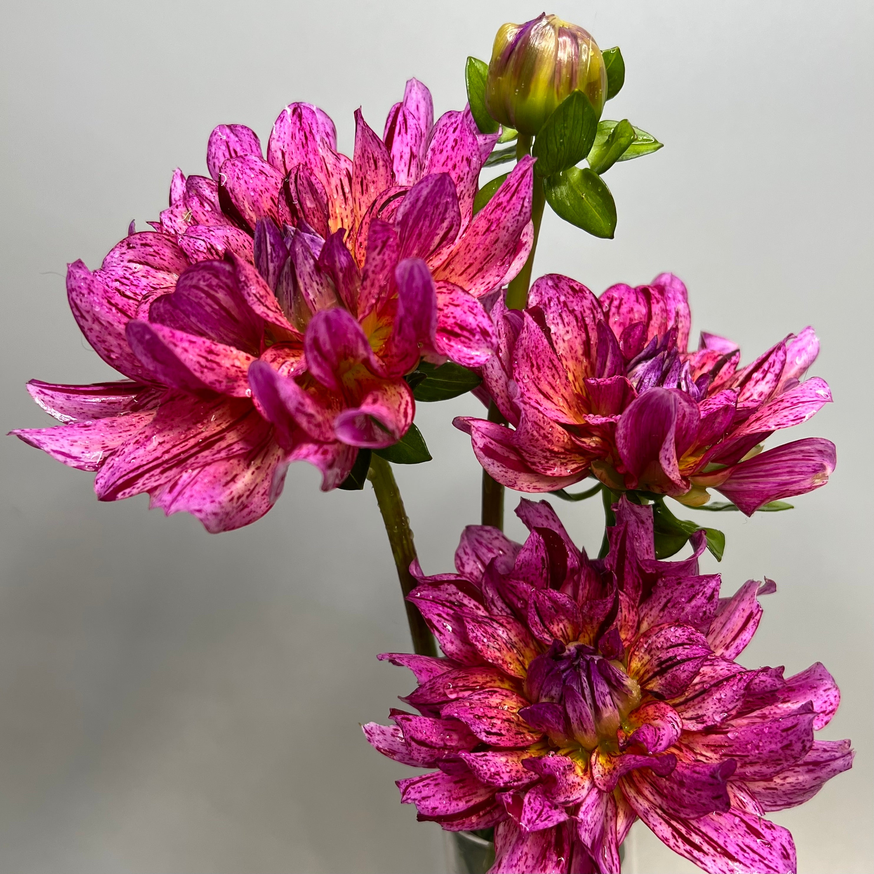 Mingus Toni – At Home Organics