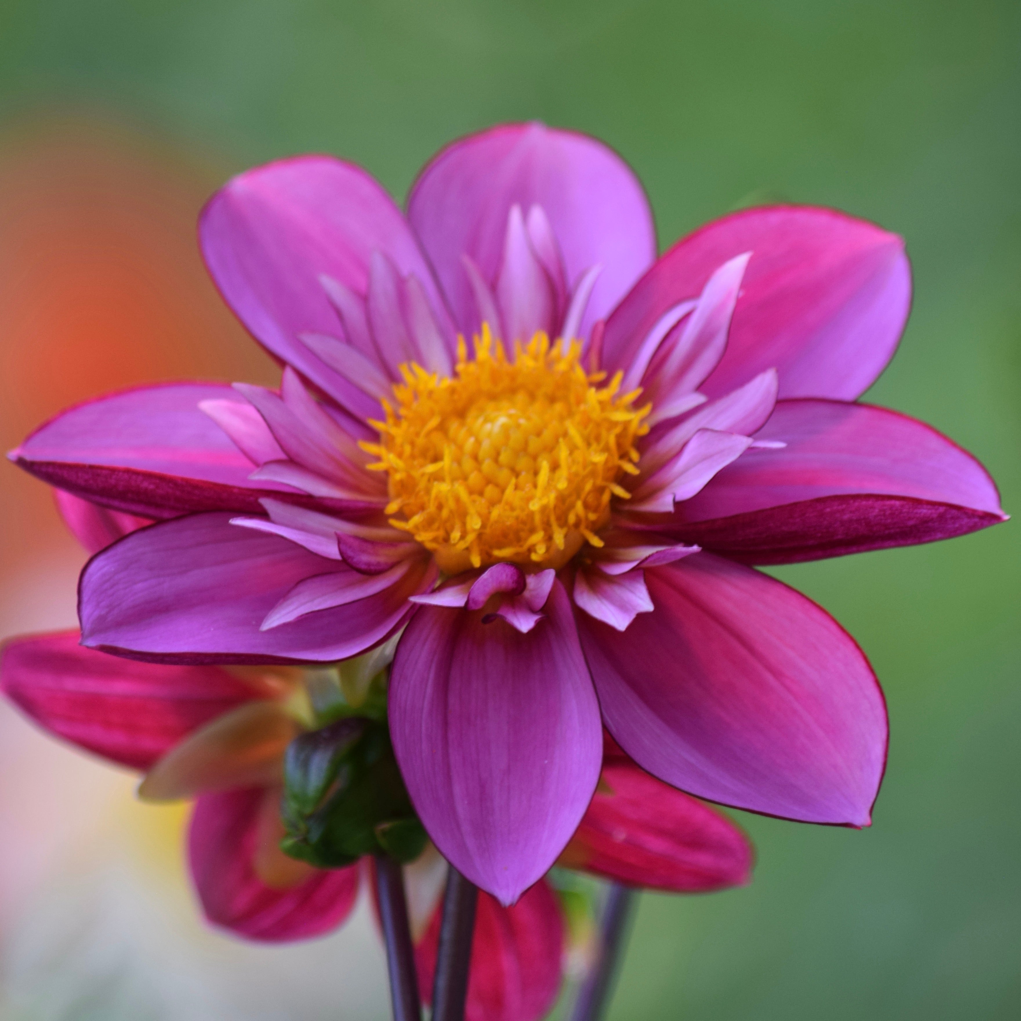 Dahlia Seeds - Parent Bloomquist Aztec – At Home Organics