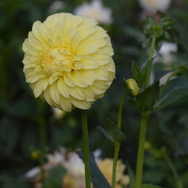 Bloomquist Barbara – At Home Organics