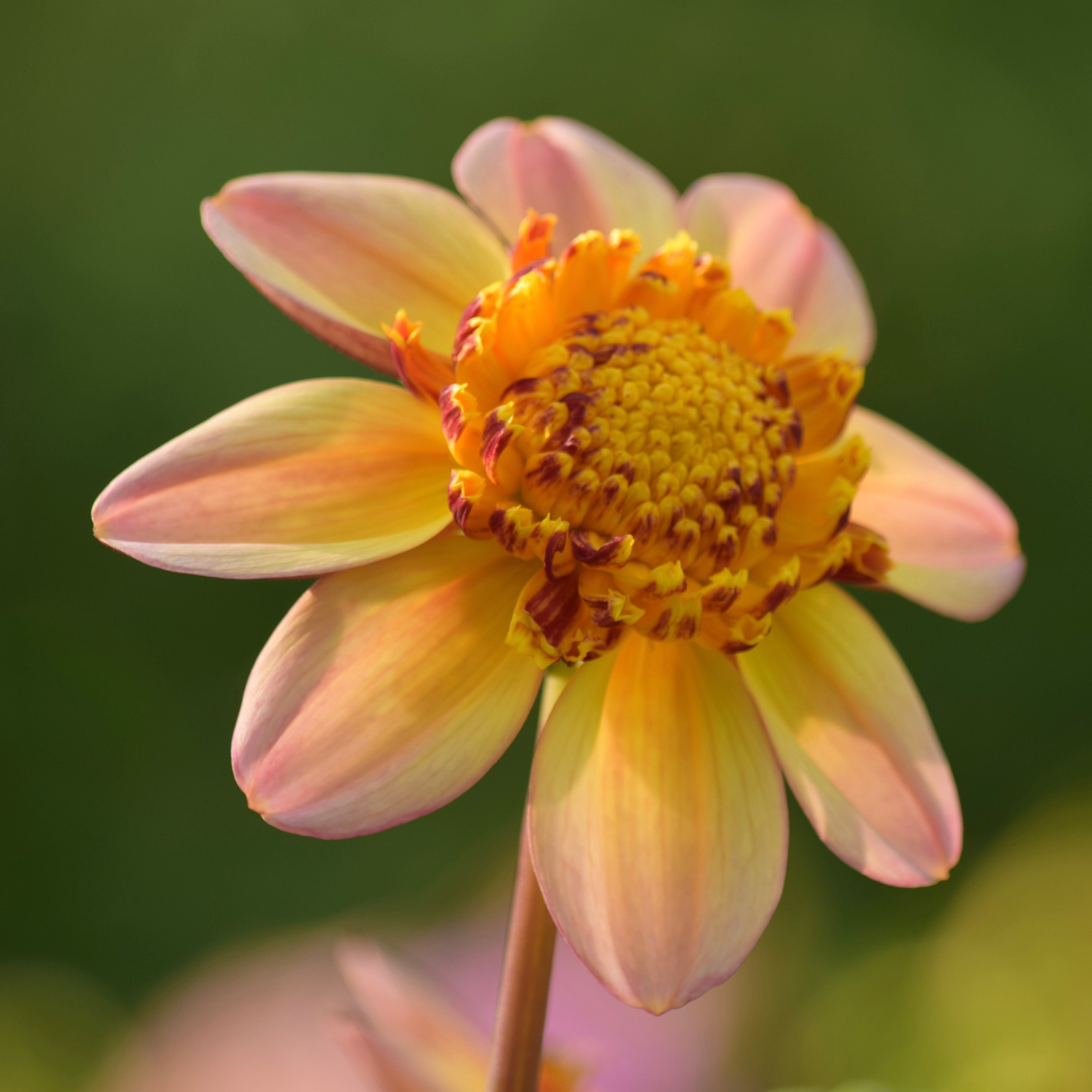 Dahlia Seeds - Parent Bloomquist Golden – At Home Organics