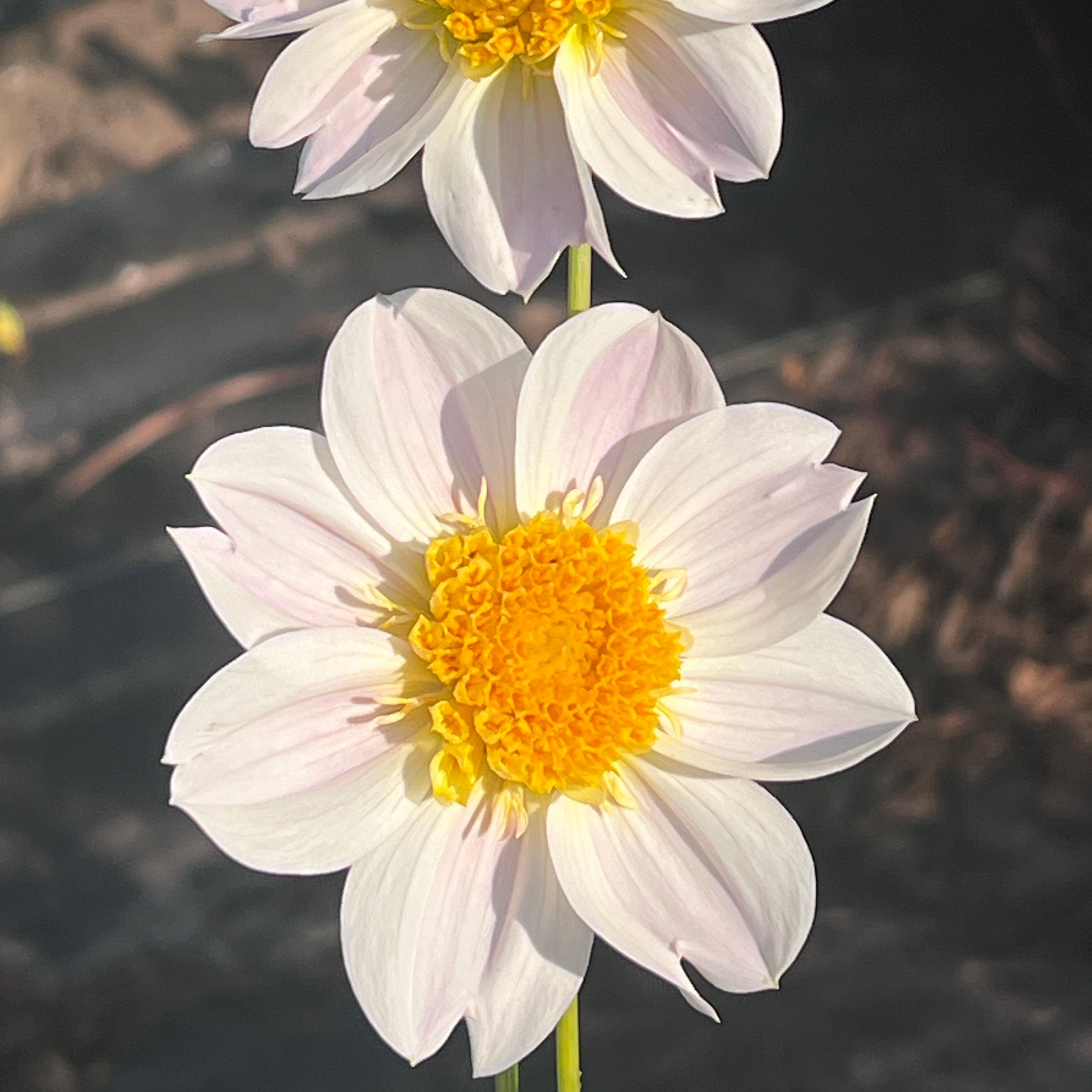 EV Angelina – At Home Organics