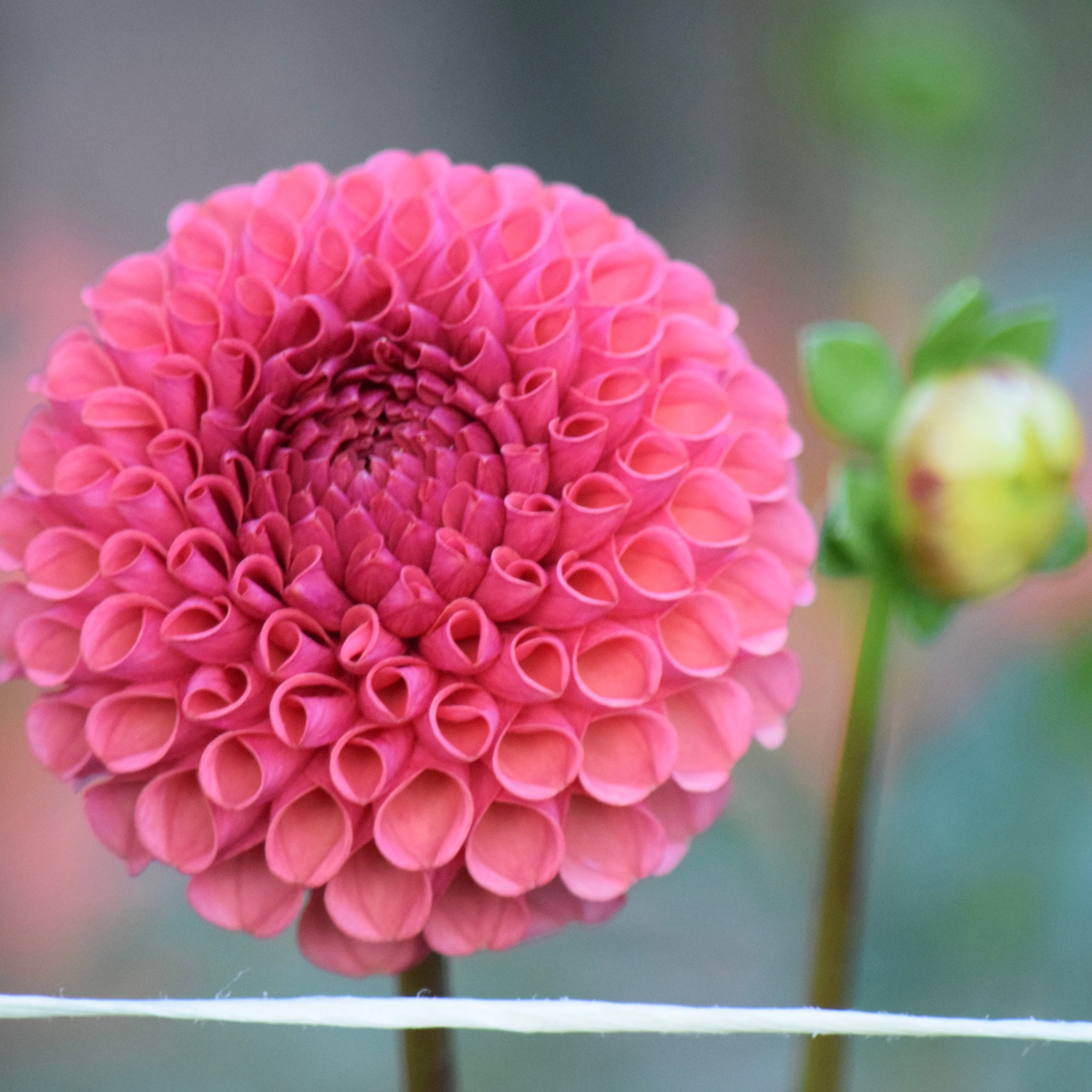 Ferncliff Rusty – At Home Organics